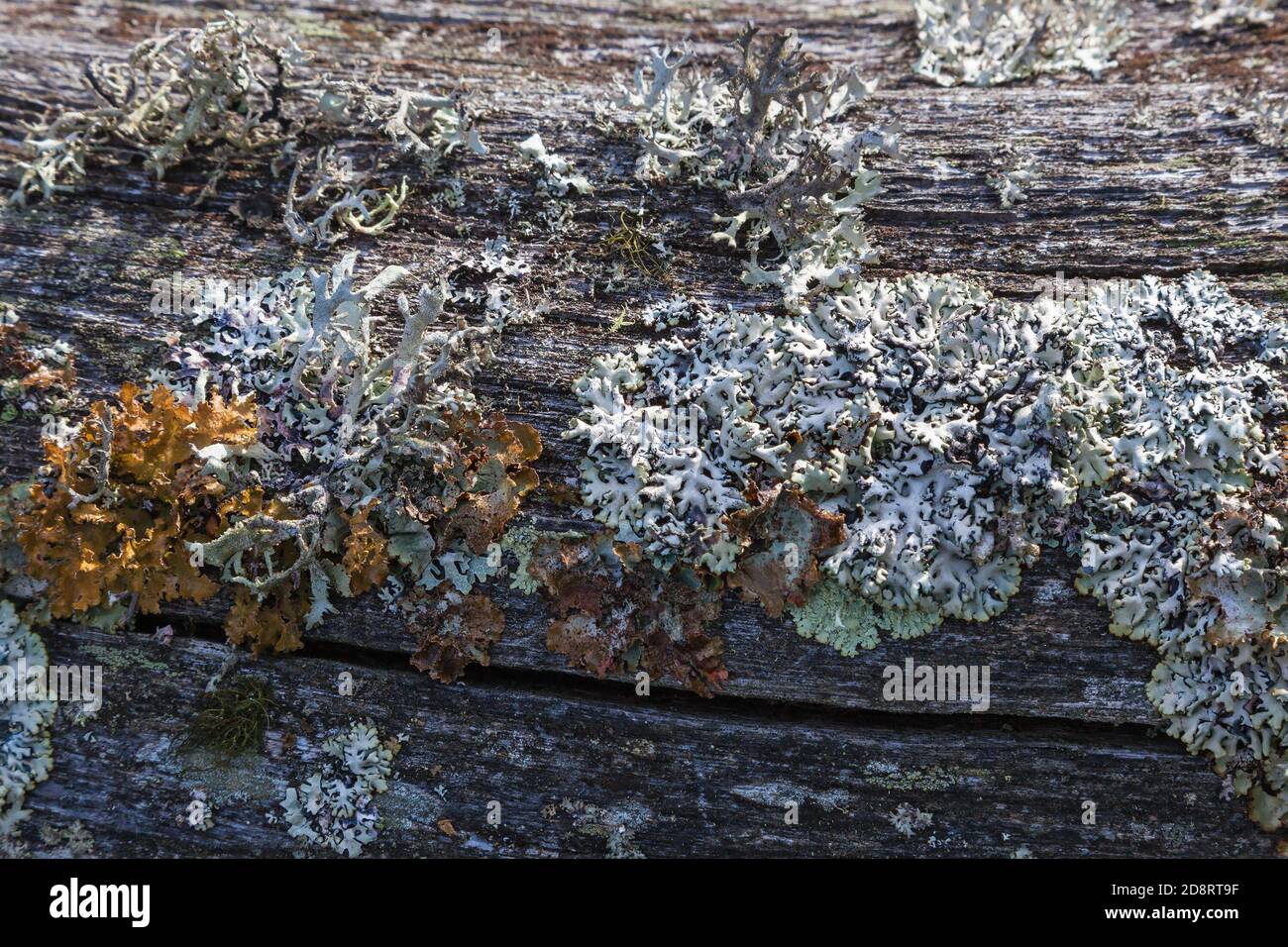 Log with moss hi-res stock photography and images - Alamy