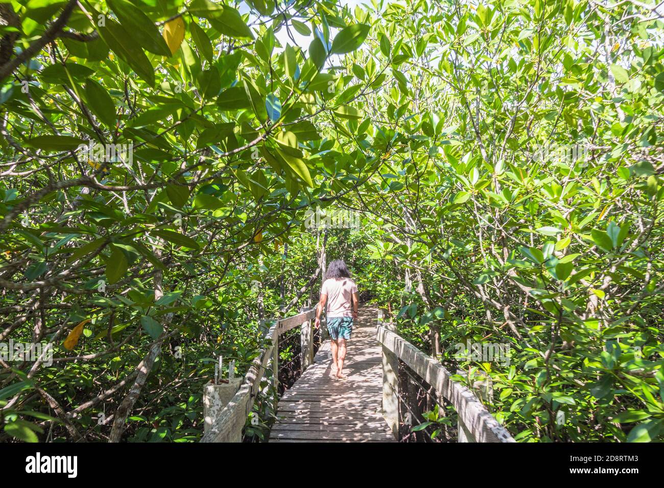 Mangrove forest in Bohol, Philippines Stock Photo - Alamy