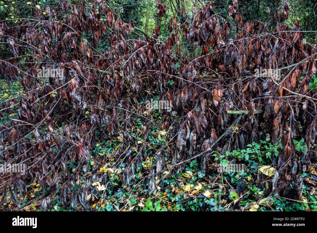Dead broken trees hi-res stock photography and images - Alamy