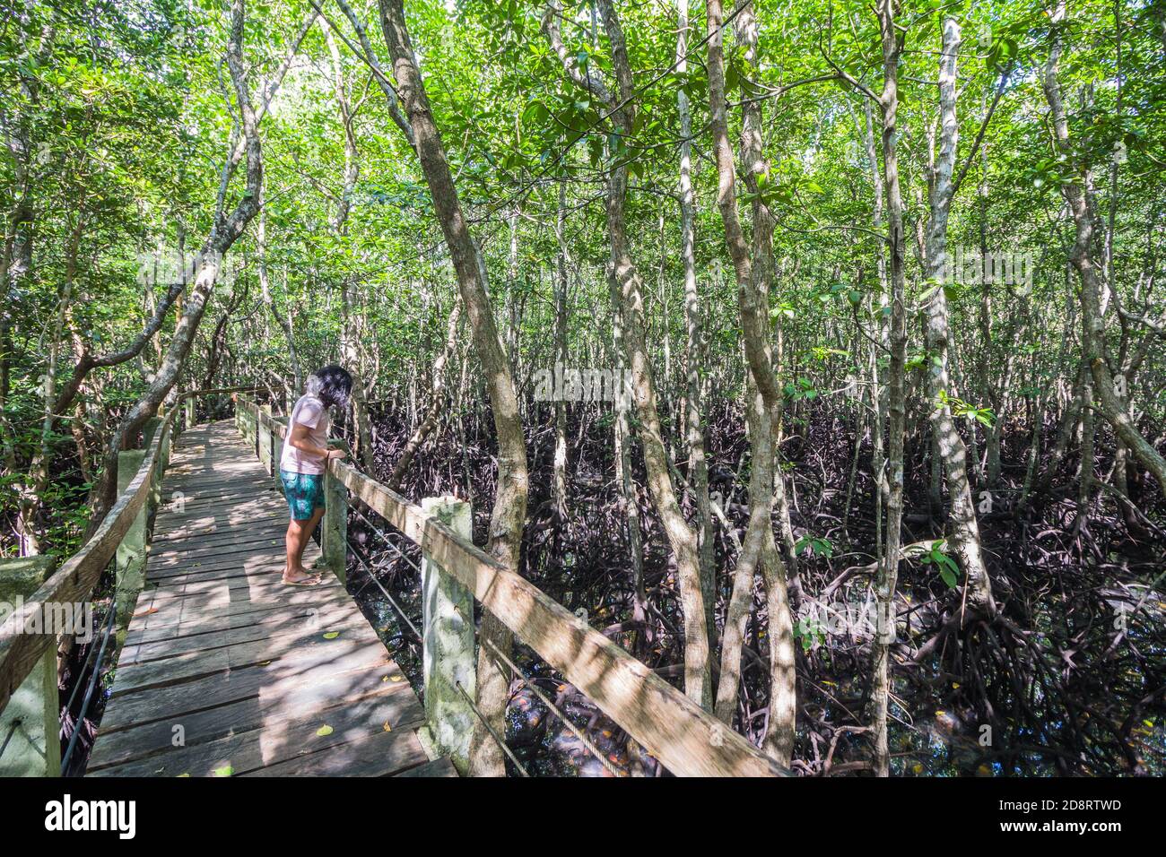 Mangrove forest in Bohol, Philippines Stock Photo - Alamy