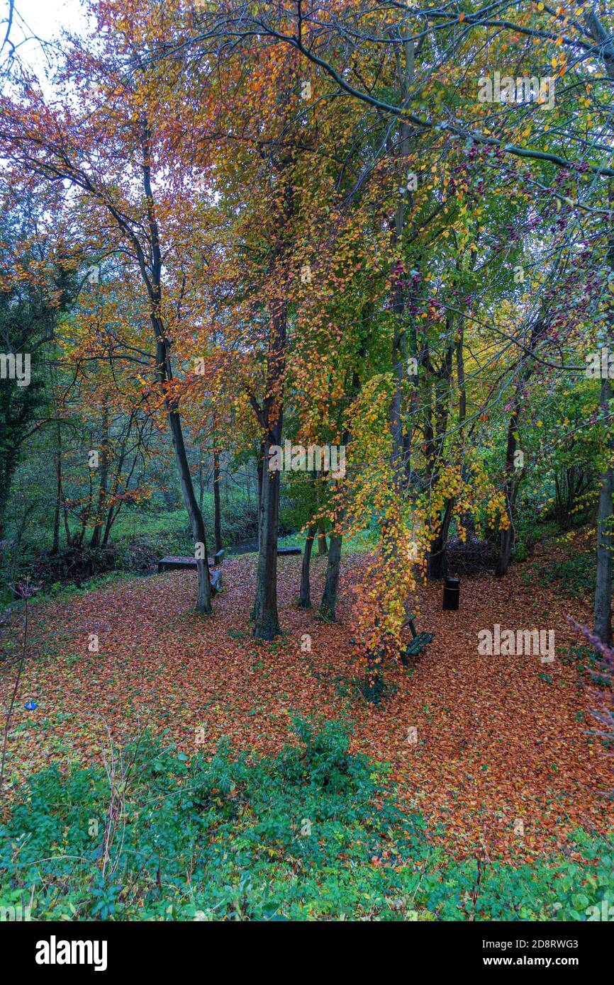 carpet of autumn leaves in a South Yorkshire wood Stock Photo - Alamy