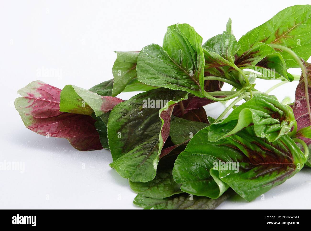 Amaranthus dubius, the red spinach, Chinese spinach Stock Photo - Alamy