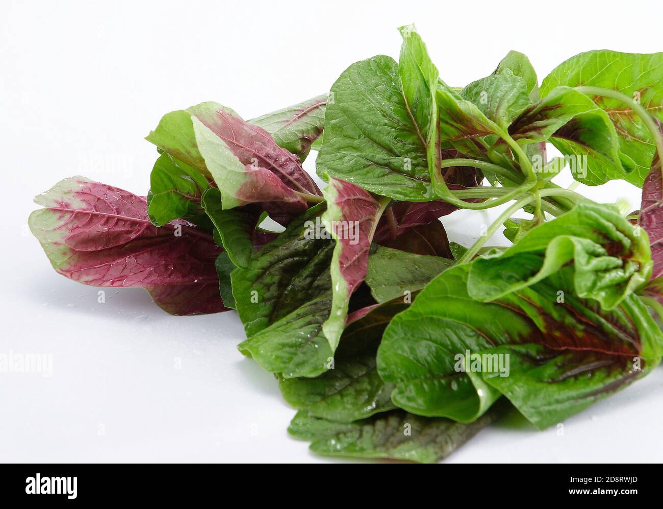 Amaranthus dubius, the red spinach, Chinese spinach Stock Photo - Alamy