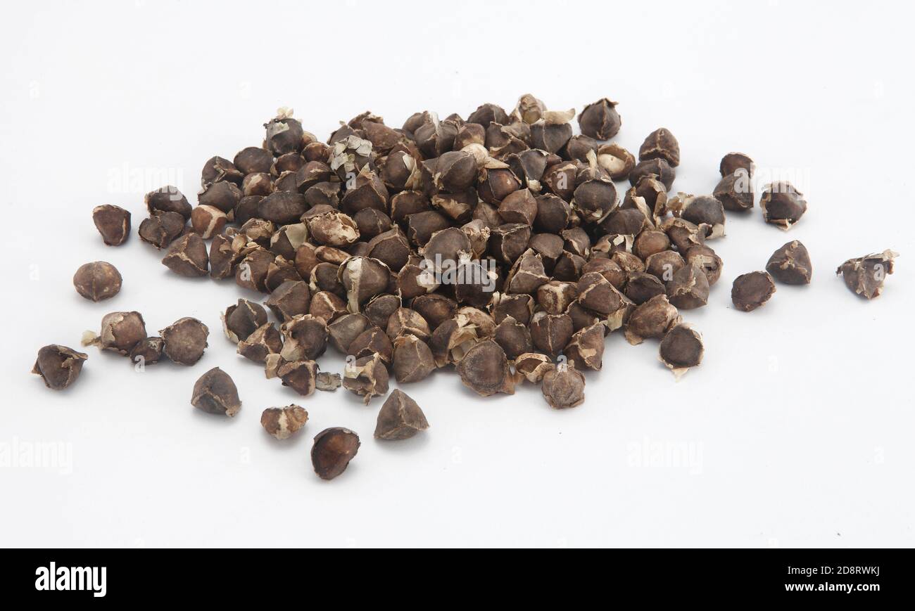 "Moringa seeds are obtained from the pods of the Moringa plant or the ...