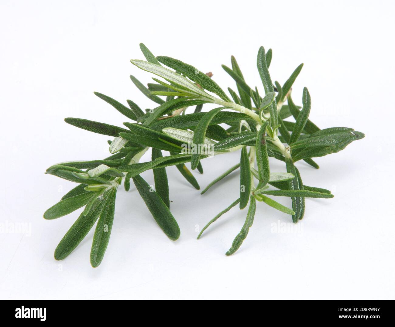 Rosemary is an herb. It is native to the Mediterranean region but is ...