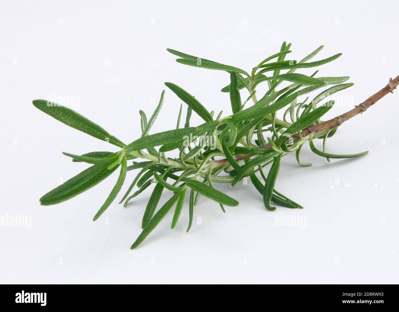 Rosemary is an herb. It is native to the Mediterranean region but is ...