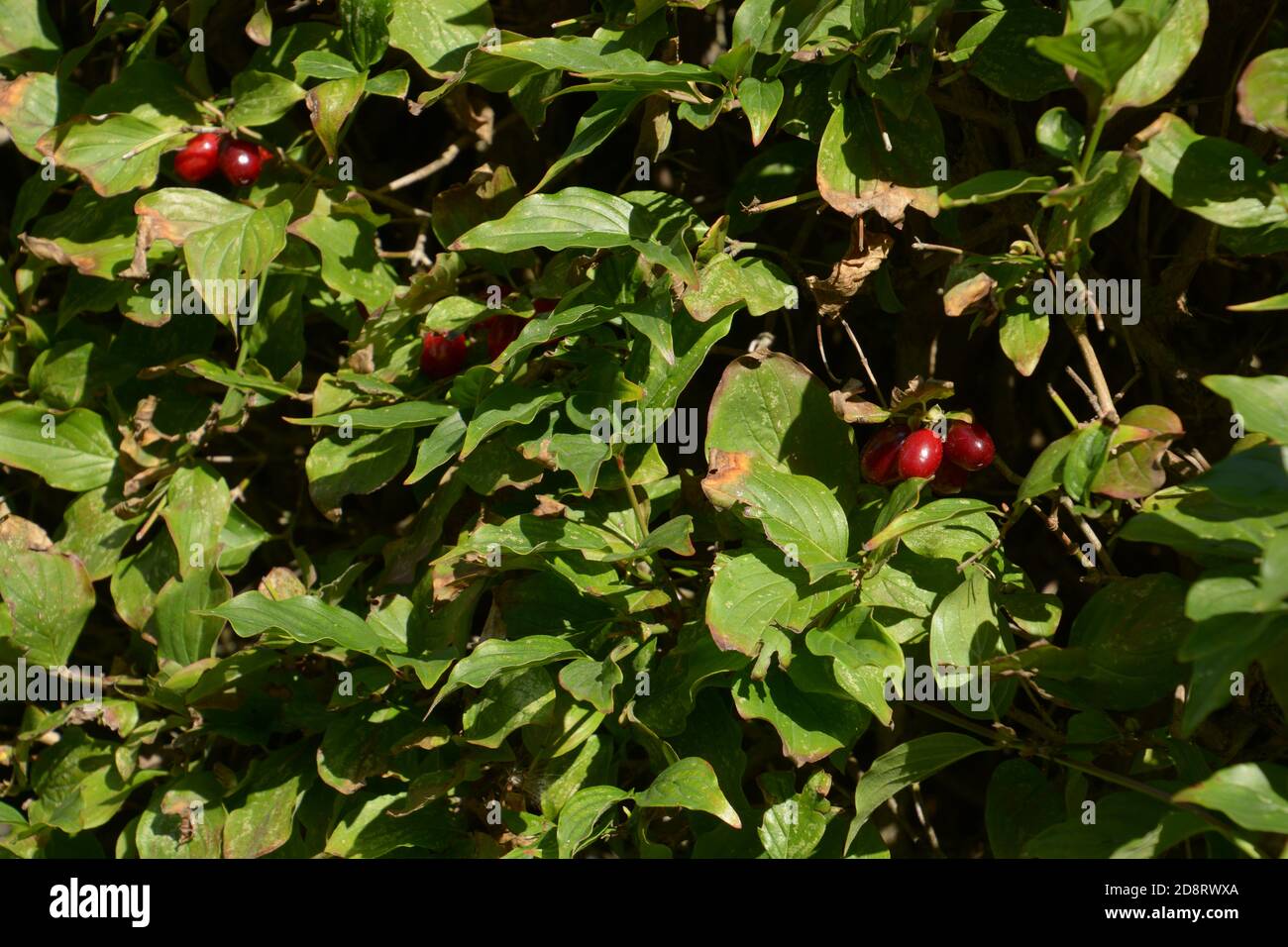 cornus mas deciduous shrub with bright red fruits in autumn Stock Photo ...