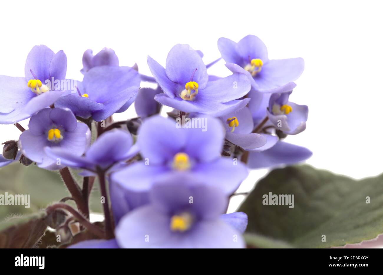Blue african violet isolated on white background Stock Photo - Alamy