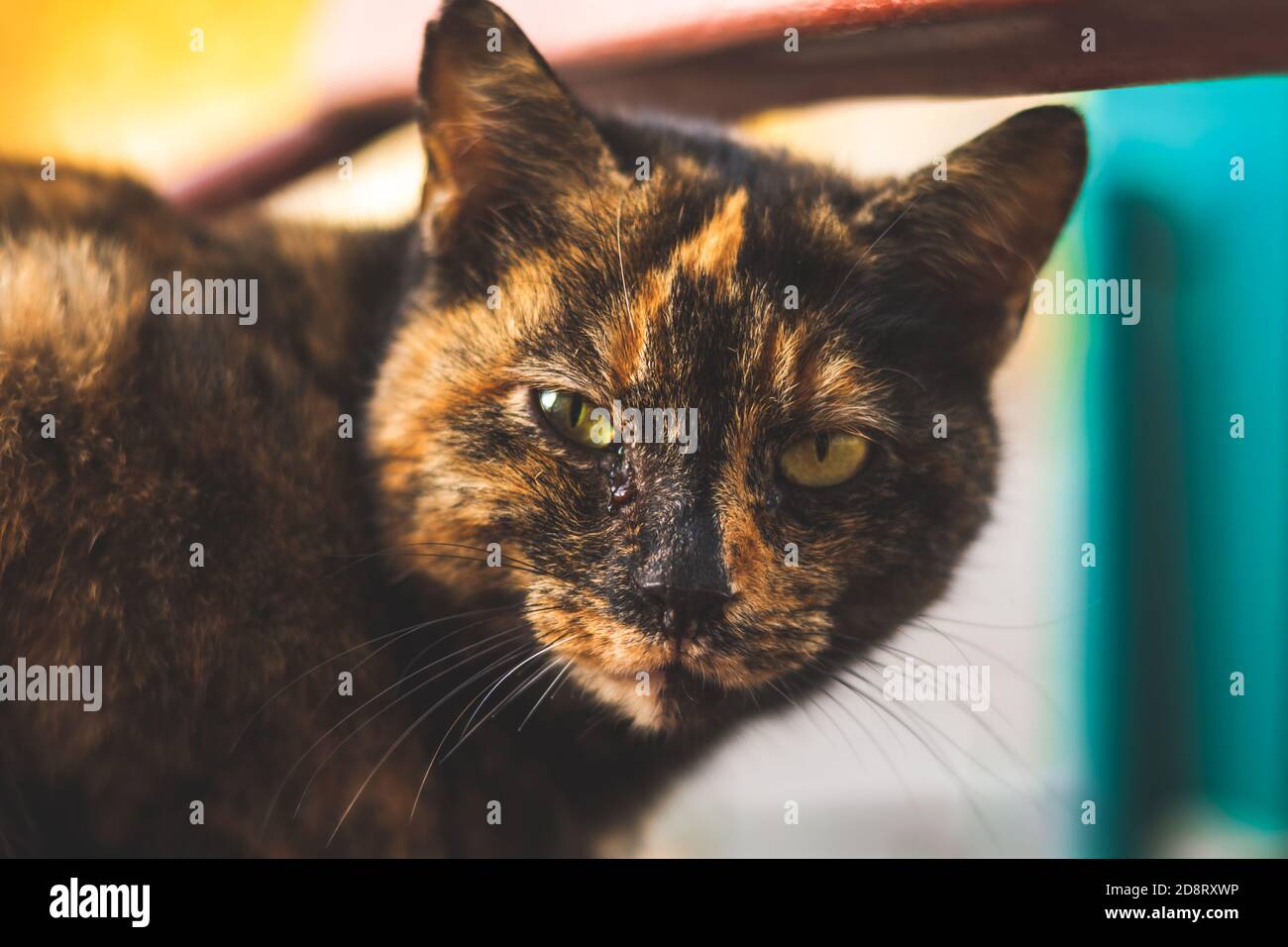 Vintage retro old photo of sad homeless cat Stock Photo - Alamy