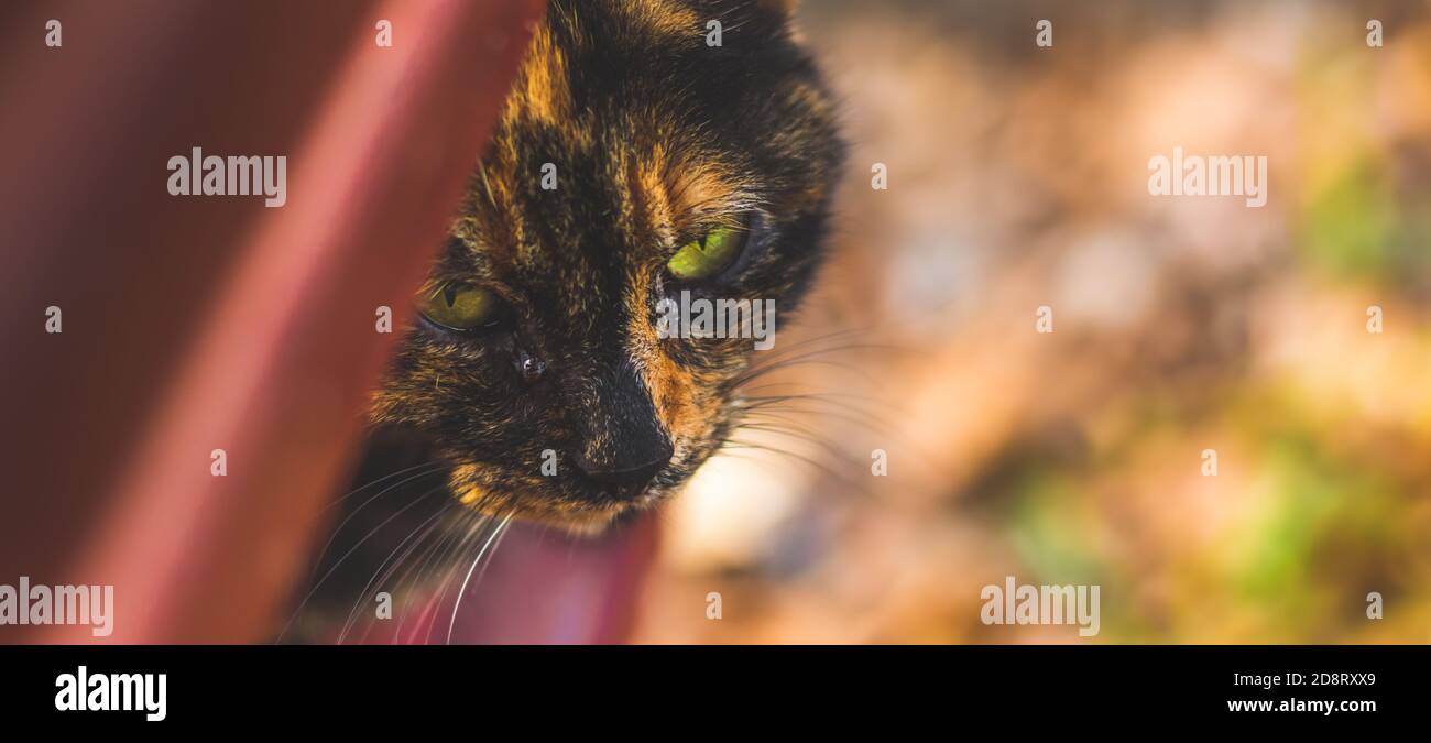 Domestic cat peeking around corner hi-res stock photography and images ...