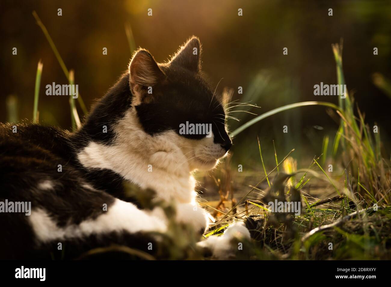 Autumn photo of a cat in profile with a beautiful bright silhouette of ...