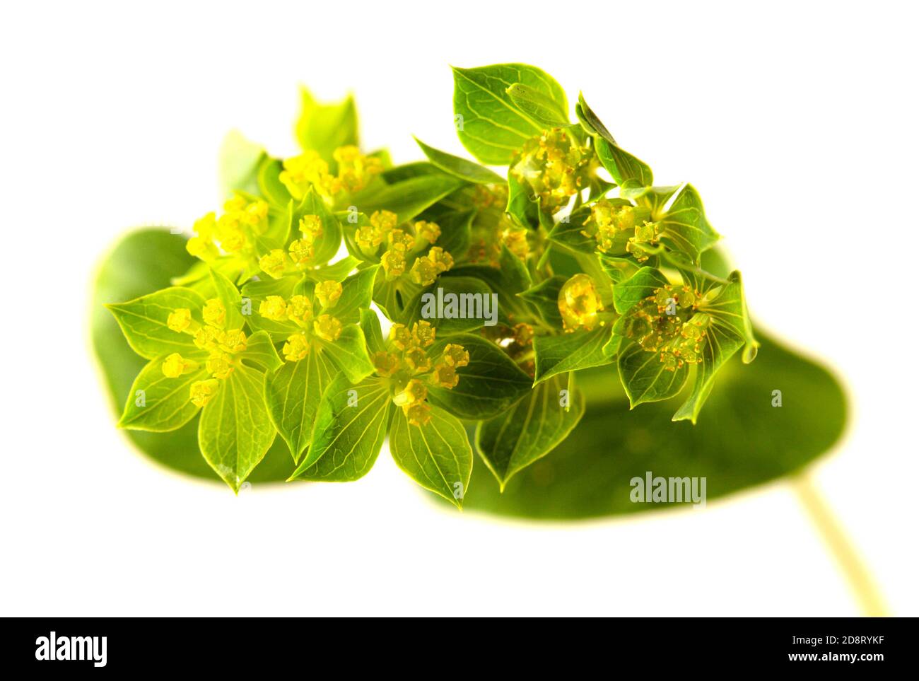 Bupleurum rotundifolium, hare's ear or hound's ear plant branch ...