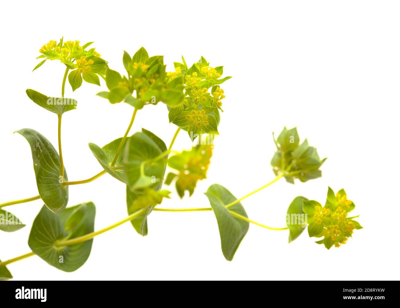 Bupleurum rotundifolium, hare's ear or hound's ear plant branch ...