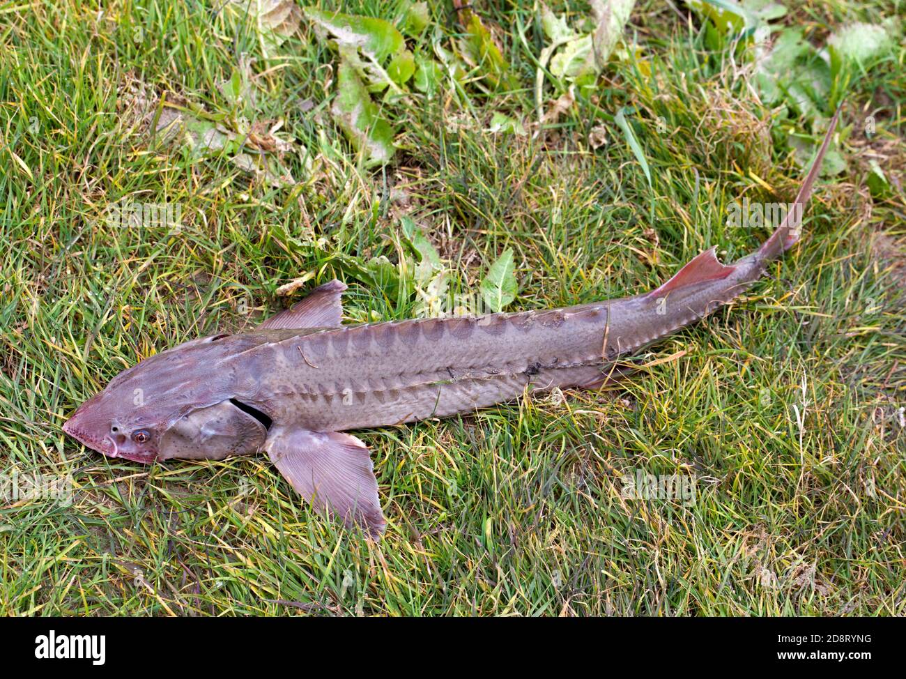 Sturgeon fish beluga hi-res stock photography and images - Alamy