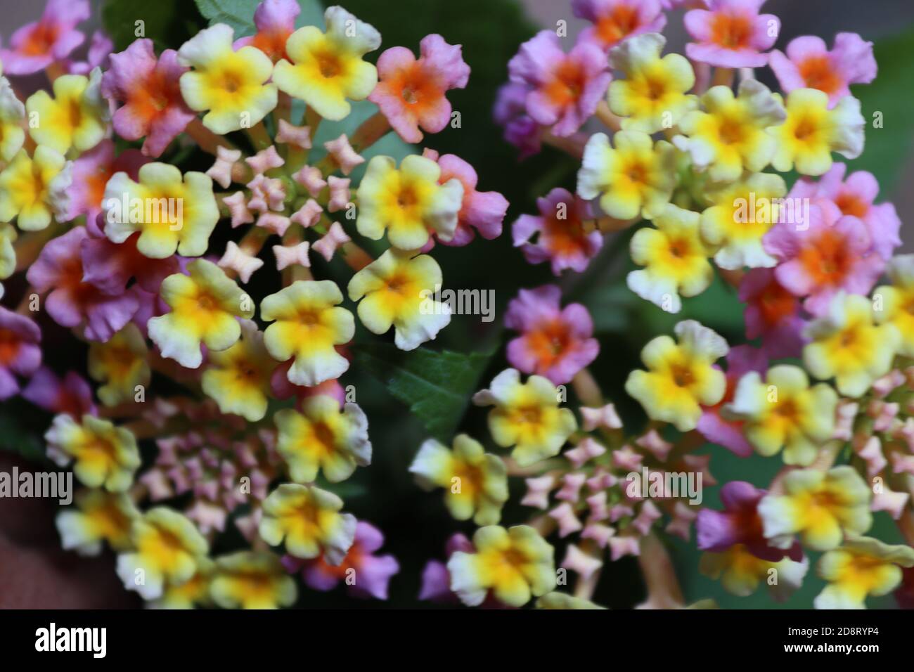 These small flowers commonly grow in the forest but cannot see any ...
