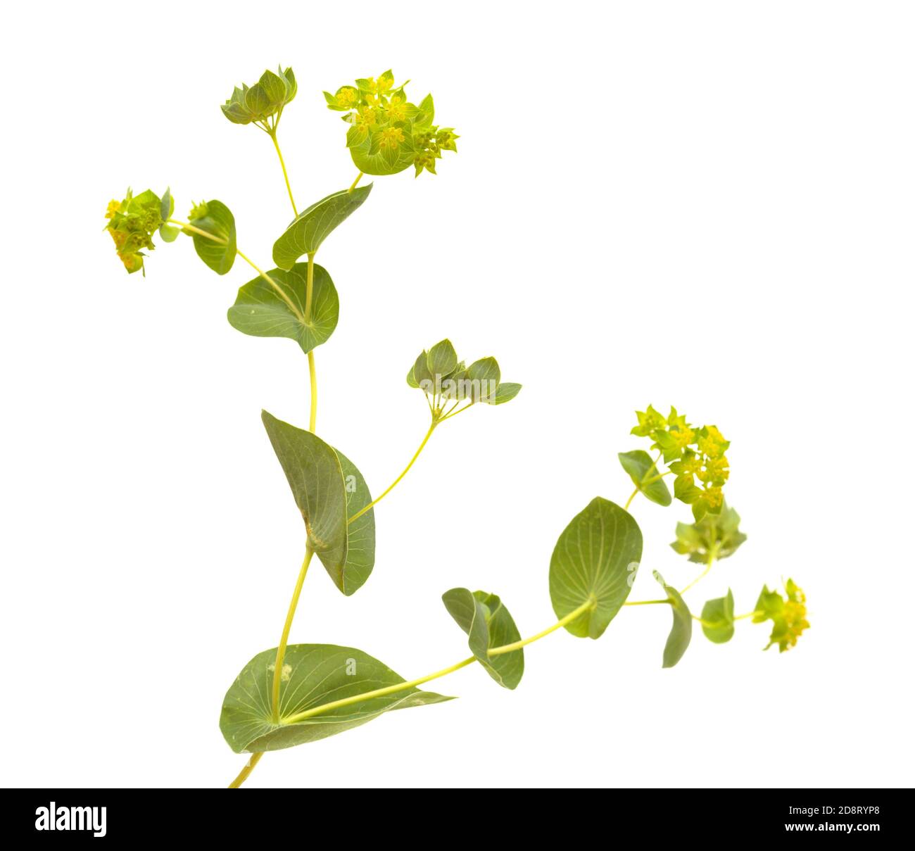 Bupleurum rotundifolium, hare's ear or hound's ear plant branch ...