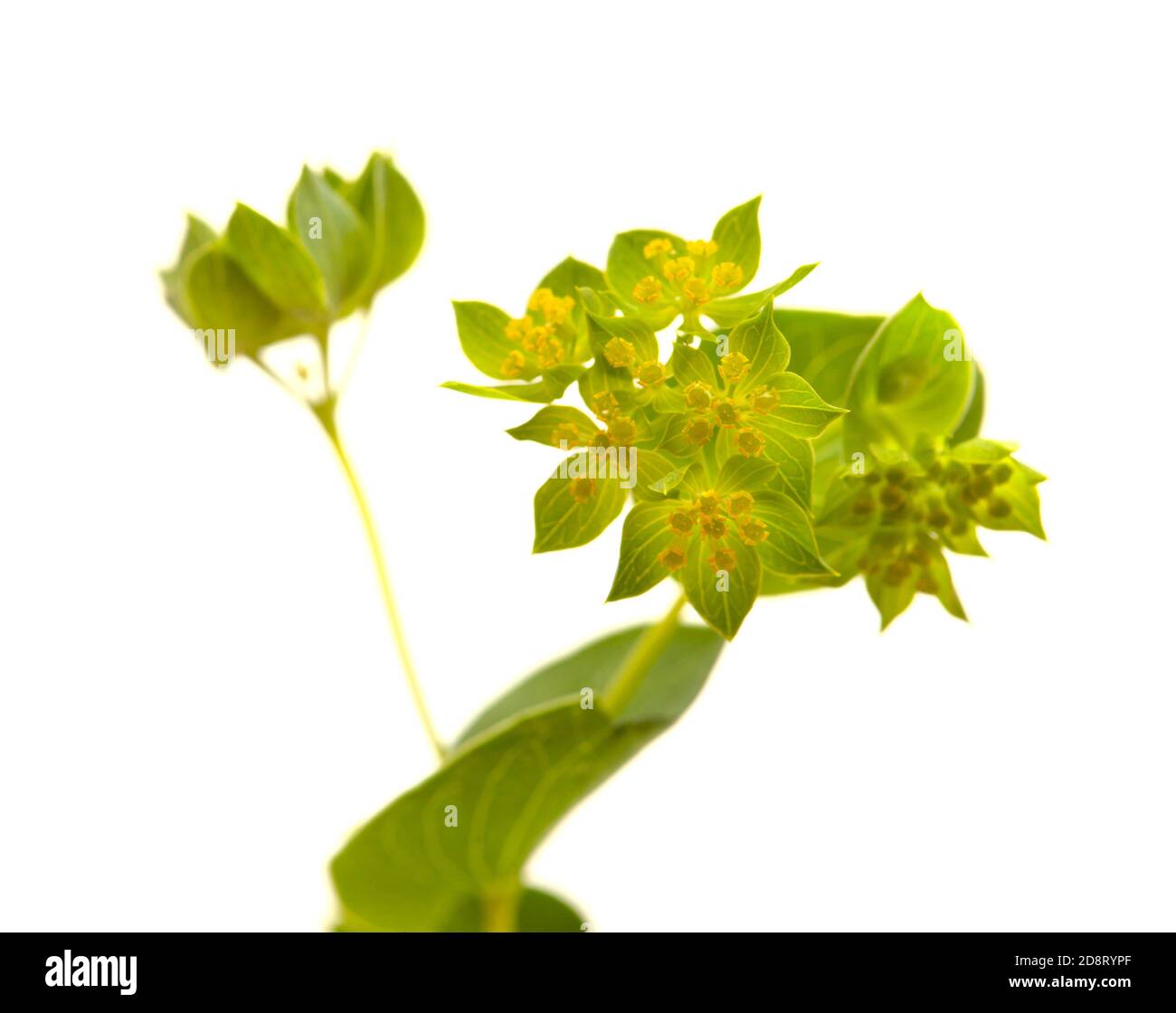 Bupleurum rotundifolium, hare's ear or hound's ear plant branch ...