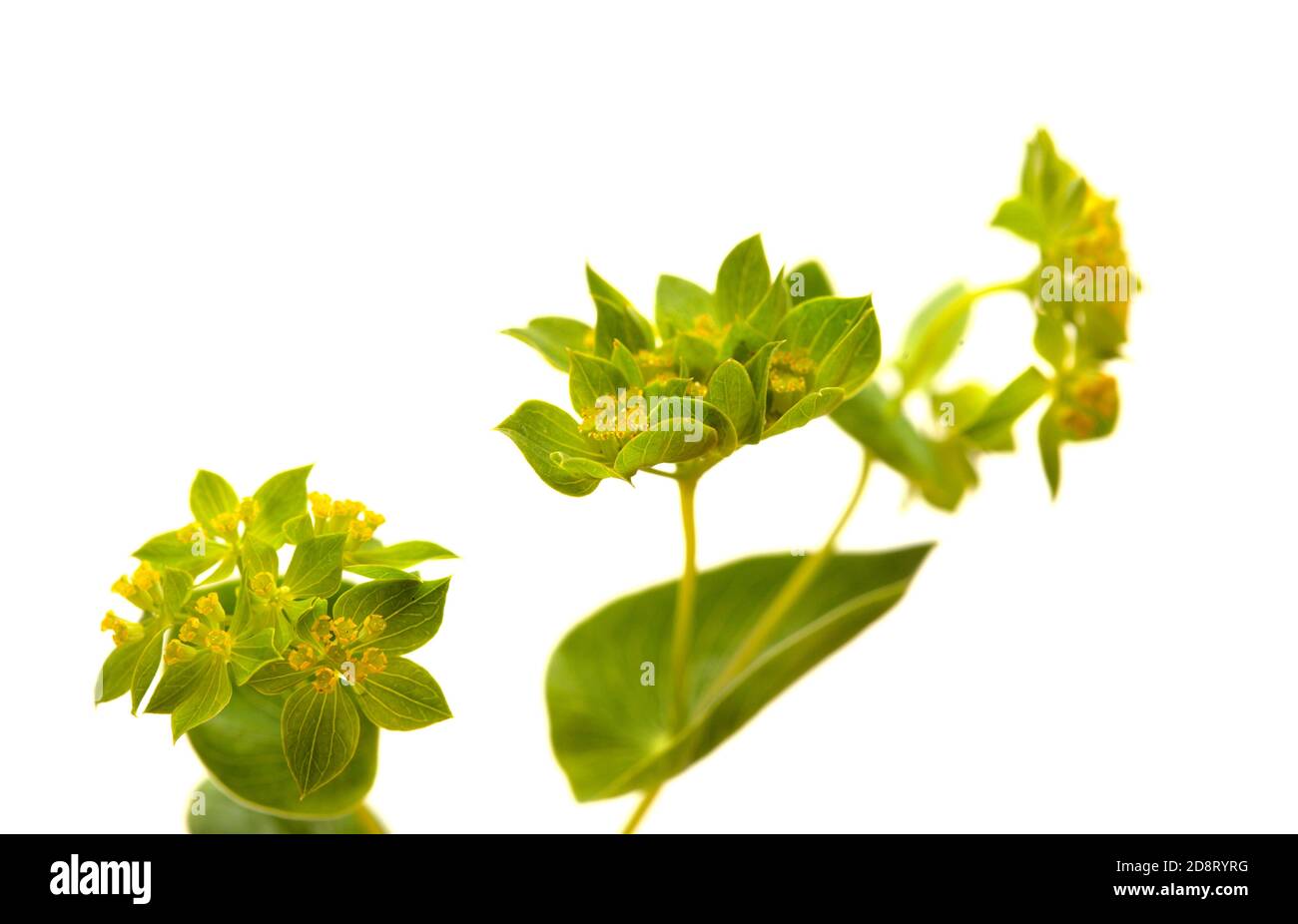 Bupleurum rotundifolium, hare's ear or hound's ear plant branch ...