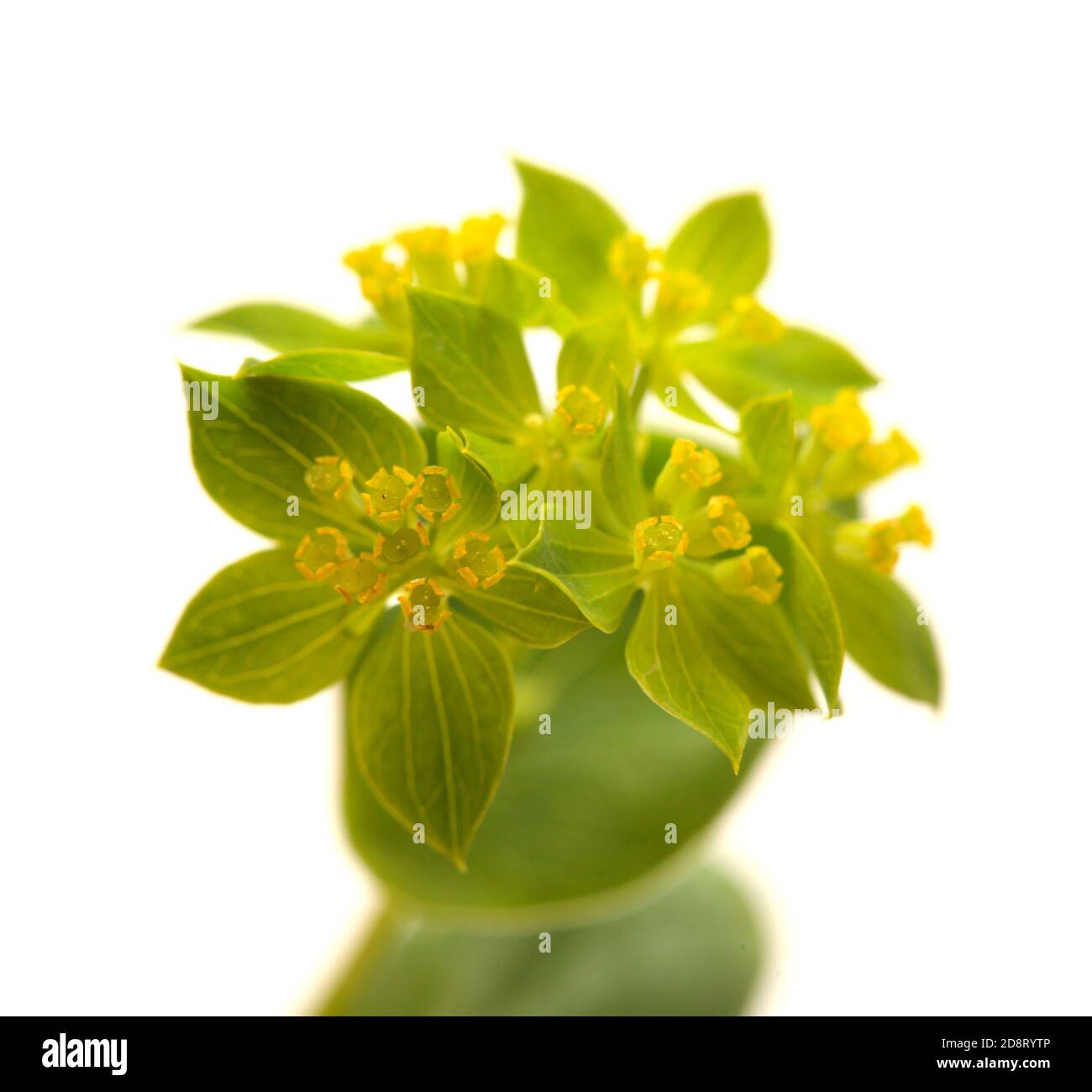 Bupleurum rotundifolium, hare's ear or hound's ear plant branch ...