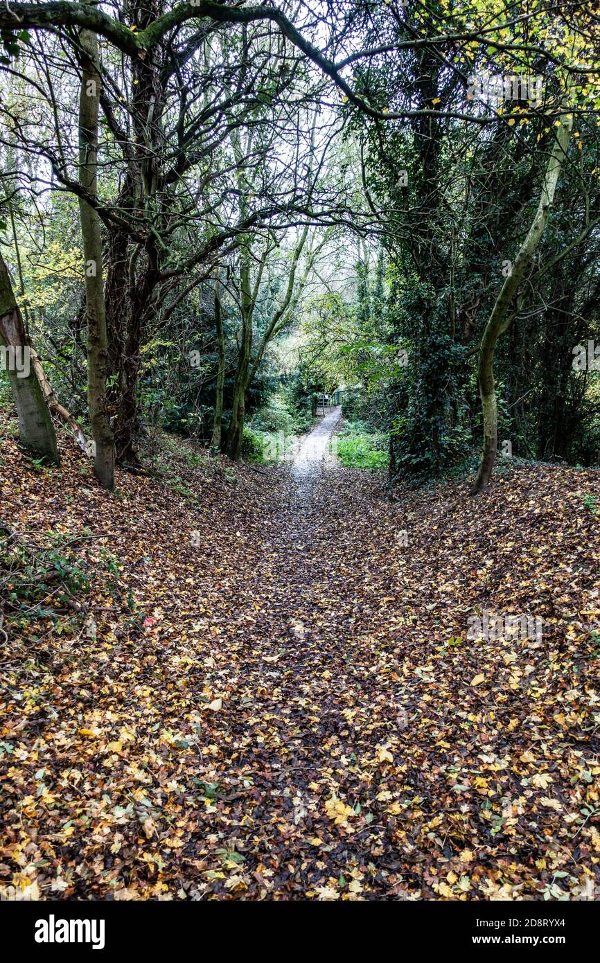Pathway in Anston Woods, Anston, Sheffield, Yorkshire Stock Photo - Alamy