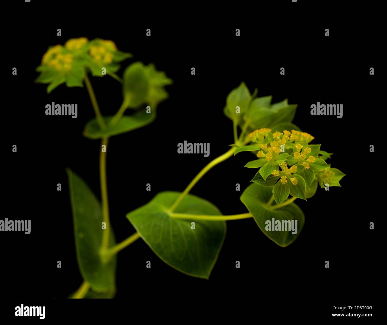 Bupleurum rotundifolium, hare's ear or hound's ear plant branch ...