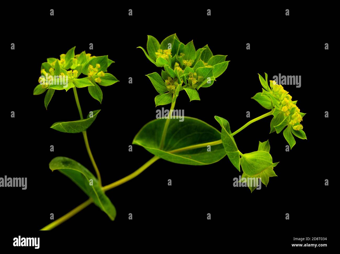 Bupleurum rotundifolium, hare's ear or hound's ear plant branch ...