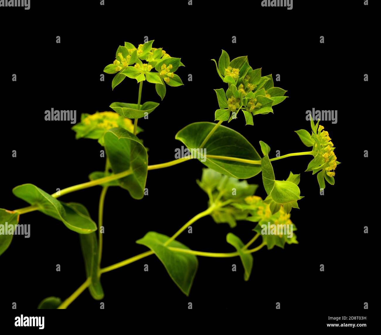 Bupleurum rotundifolium, hare's ear or hound's ear plant branch ...