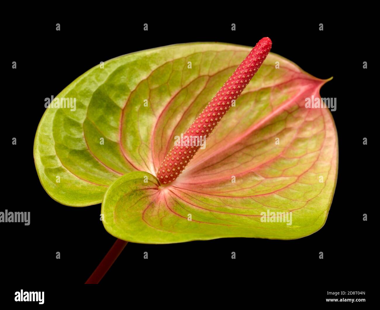 Anthurium element hi-res stock photography and images - Alamy