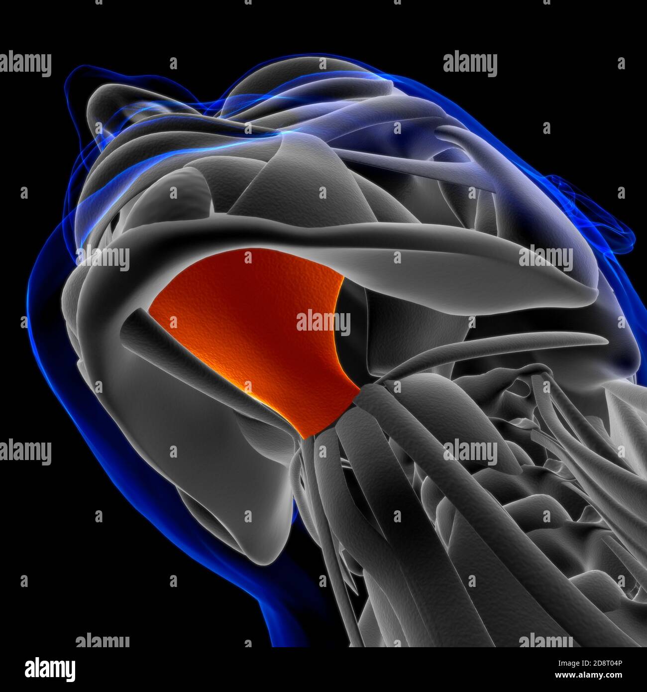 Mylohyoid Muscle Anatomy For Medical Concept 3D Illustration Stock ...
