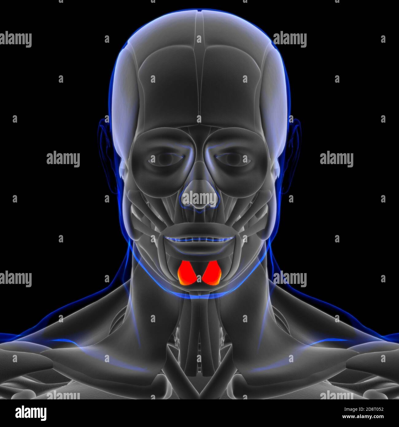 Mentalis Muscle Anatomy For Medical Concept 3D Illustration Stock Photo ...