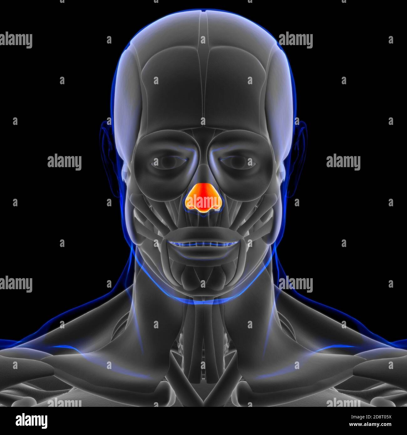 Nasal Cartilage Anatomy For Medical Concept 3D Illustration Stock Photo ...