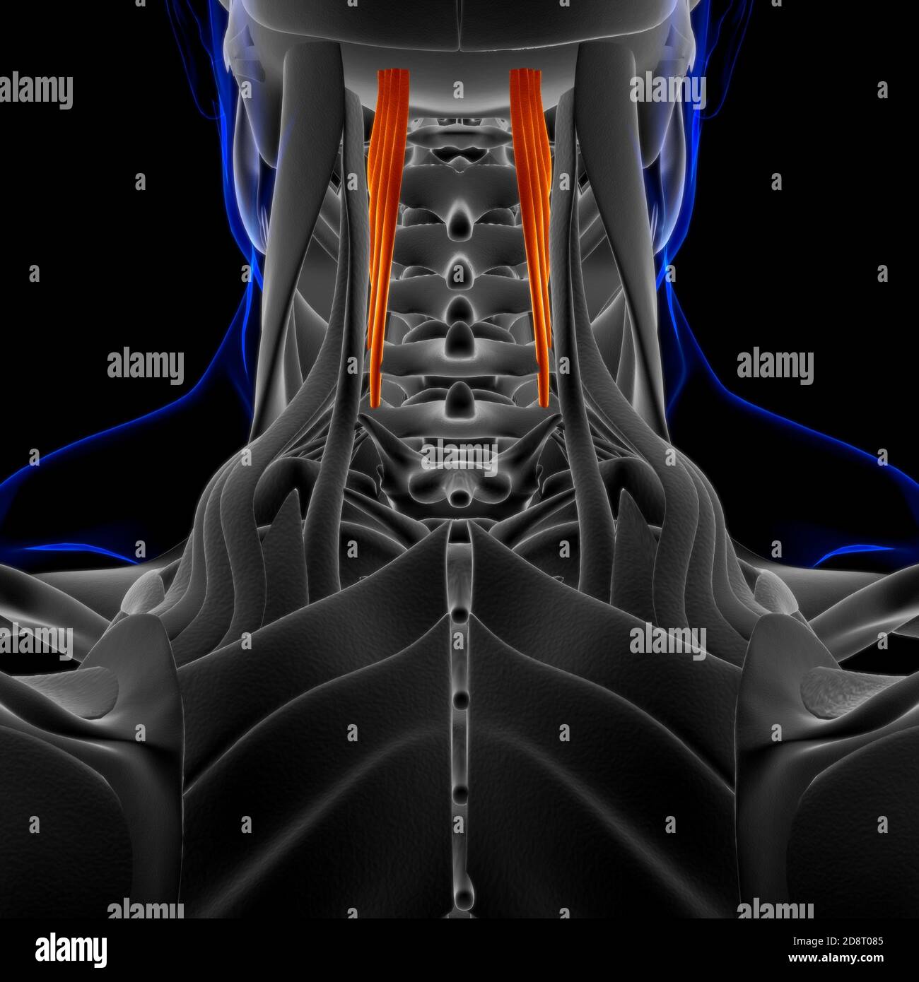 Semispinalis Cervicis Muscle Anatomy For Medical Concept 3D ...
