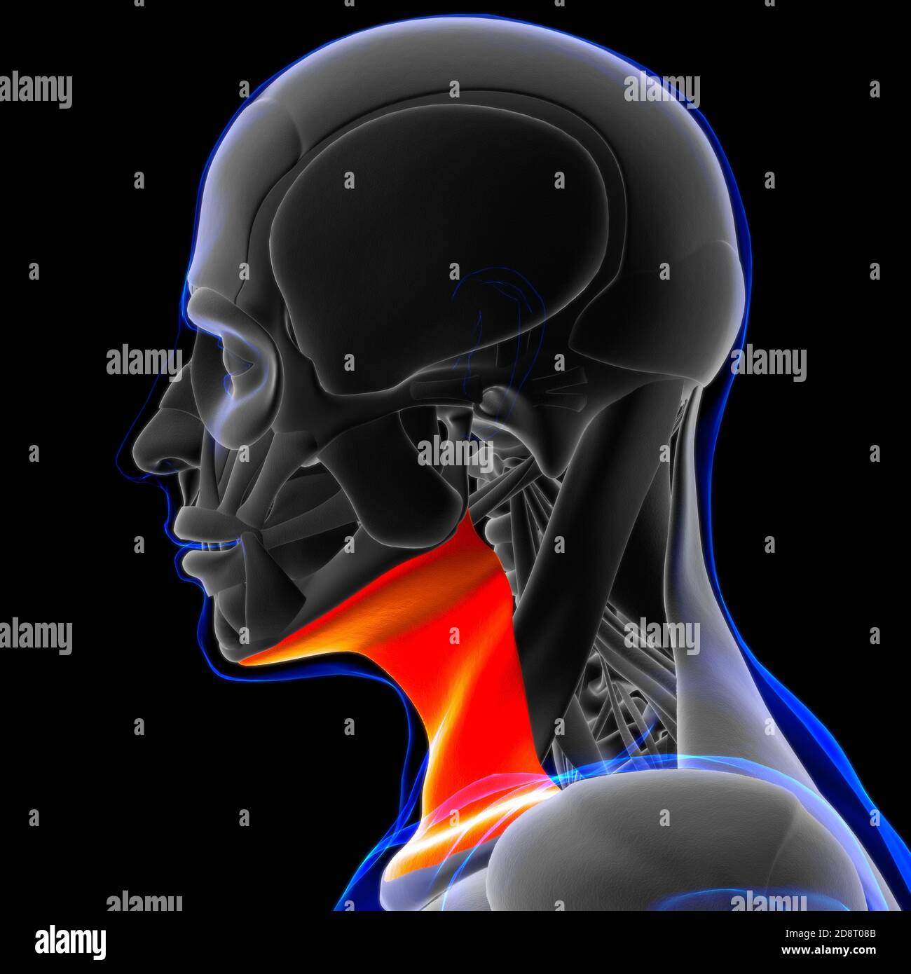 Platysma Muscle Anatomy For Medical Concept 3D Illustration Stock Photo ...