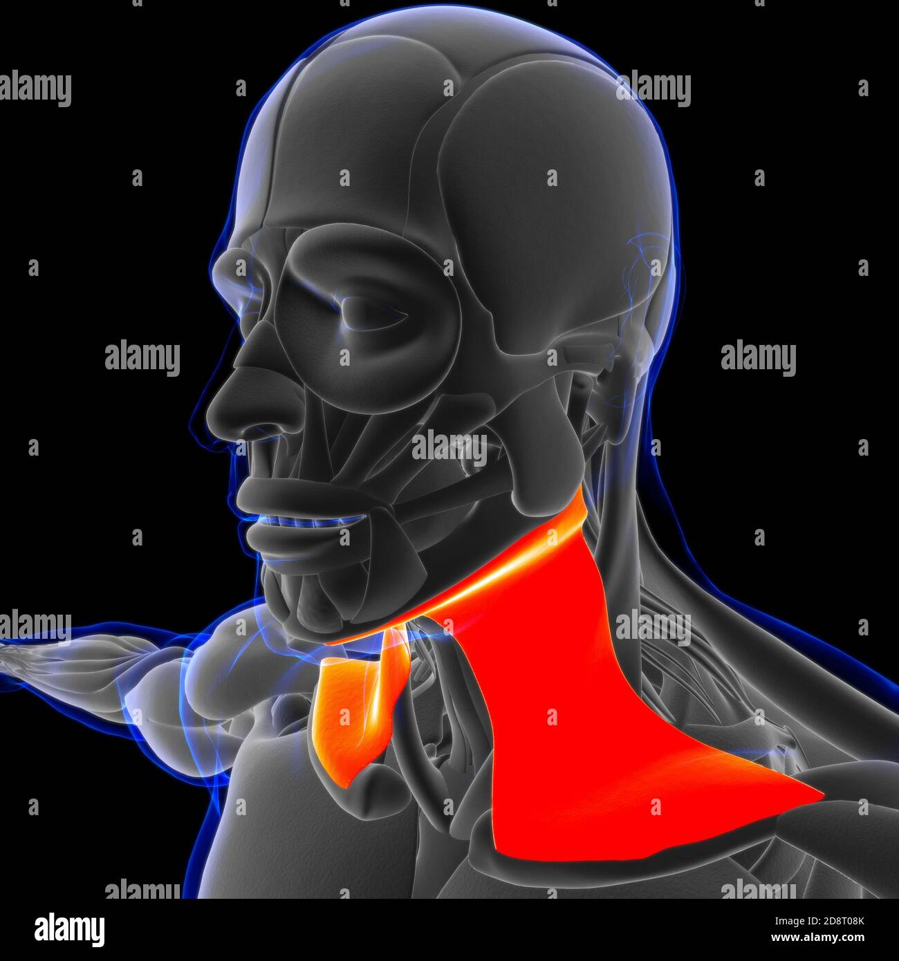 Platysma Muscle Anatomy For Medical Concept 3D Illustration Stock Photo ...