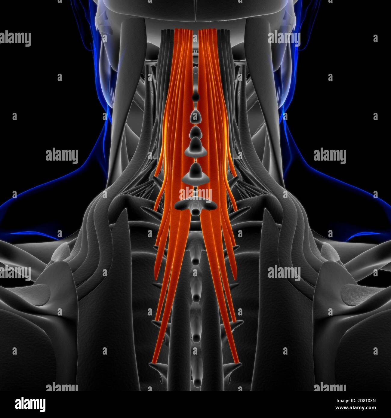 Semispinalis Capitis Muscle Anatomy For Medical Concept 3D Illustration ...