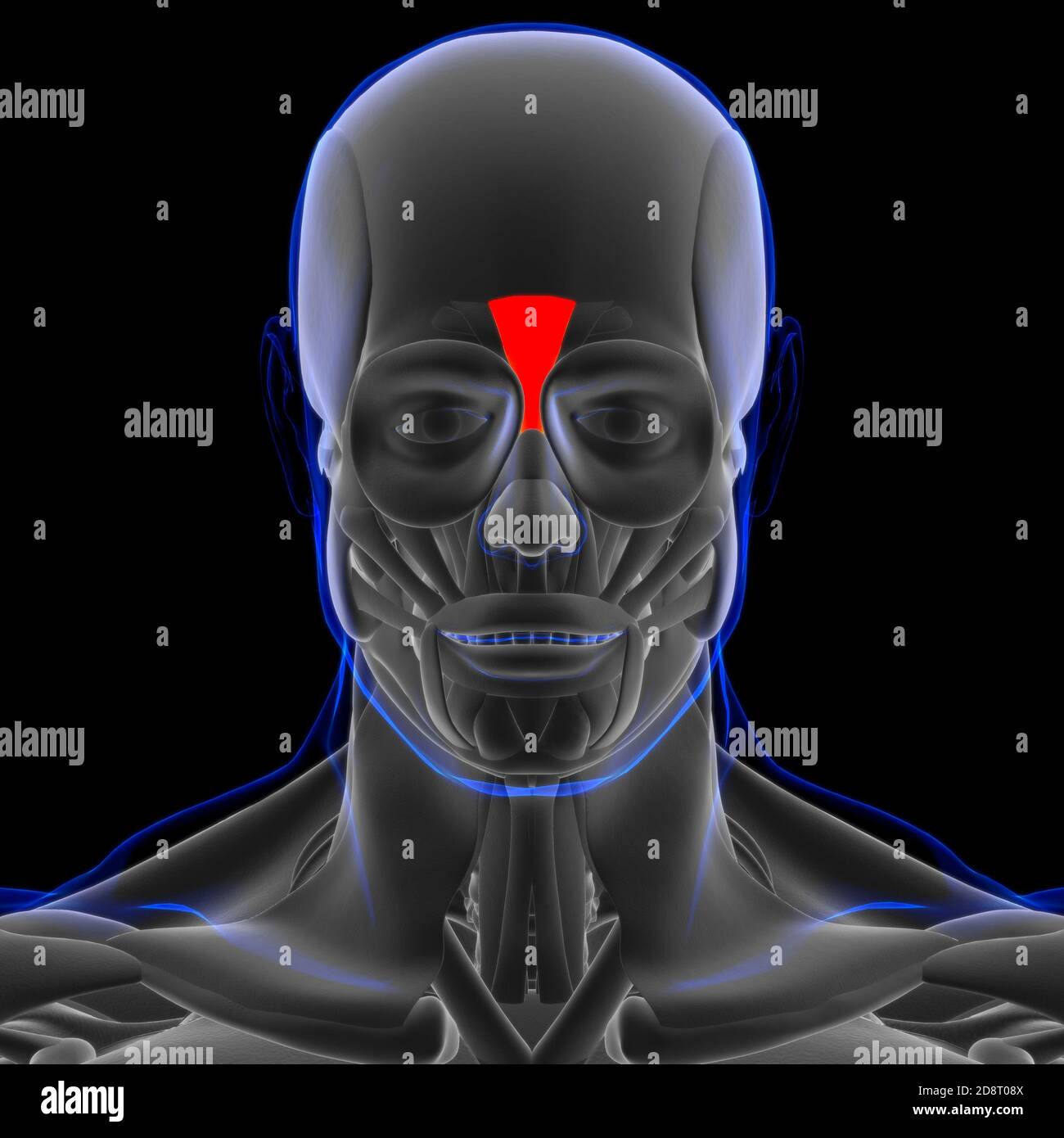 Procerus Muscle Anatomy For Medical Concept 3D Illustration Stock Photo ...