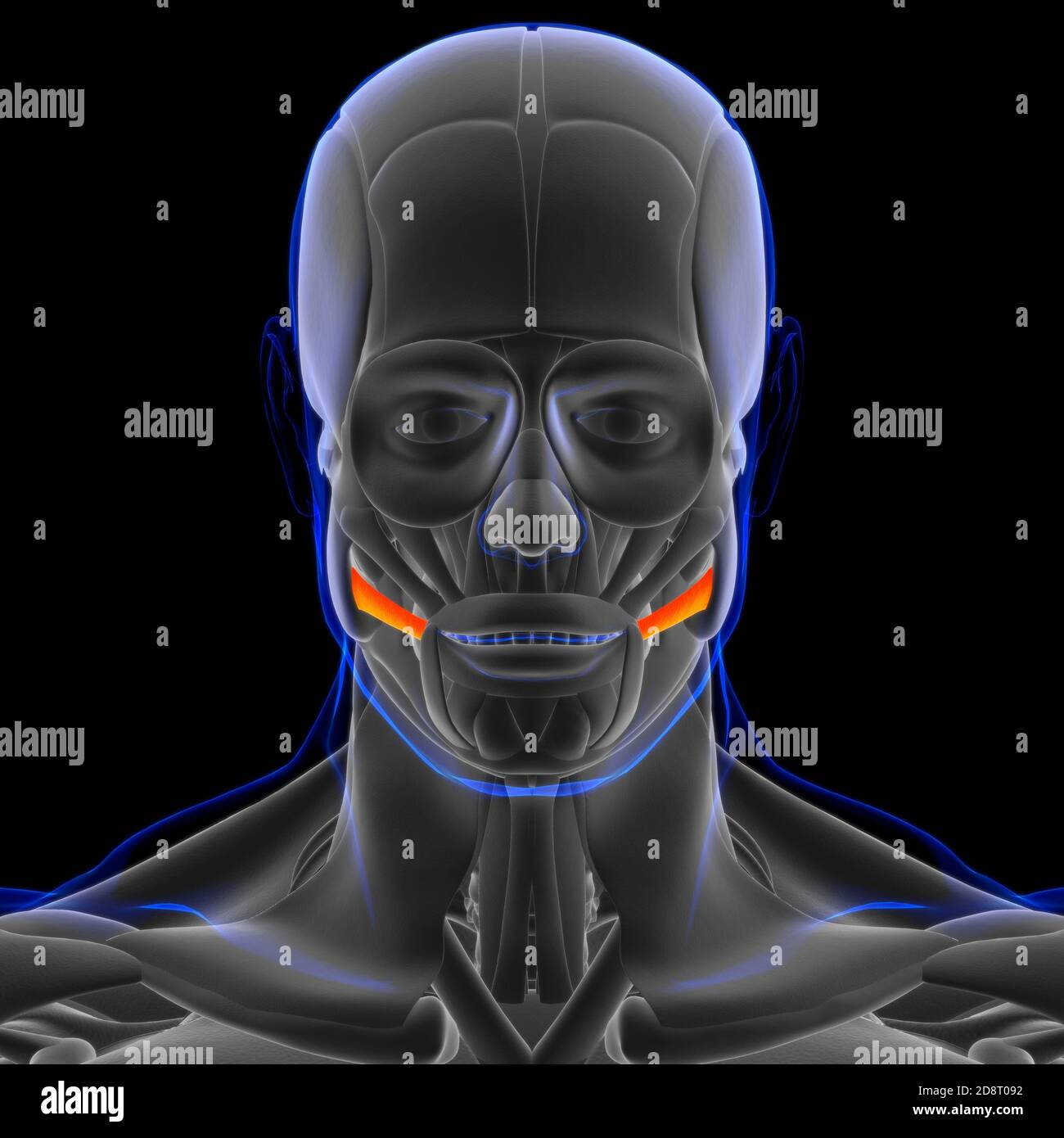 Risorius Muscle Anatomy For Medical Concept 3D Illustration Stock Photo ...