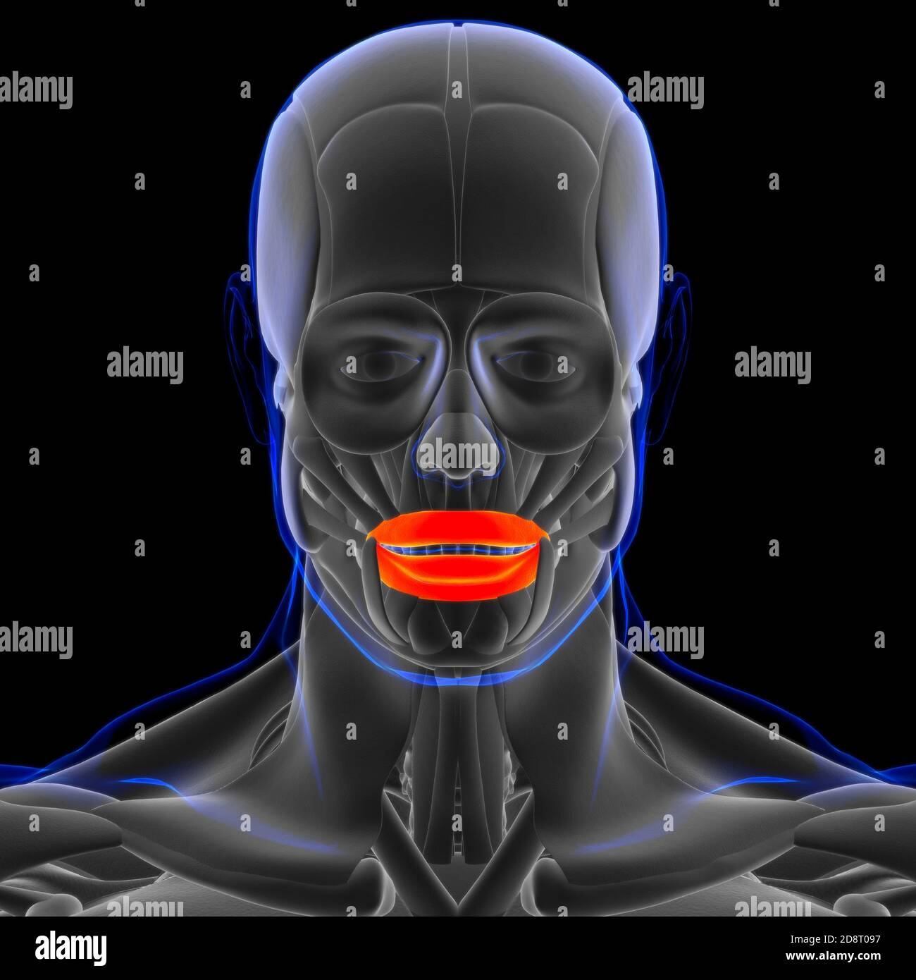 Orbicularis Oris Muscle Anatomy For Medical Concept 3D Illustration ...