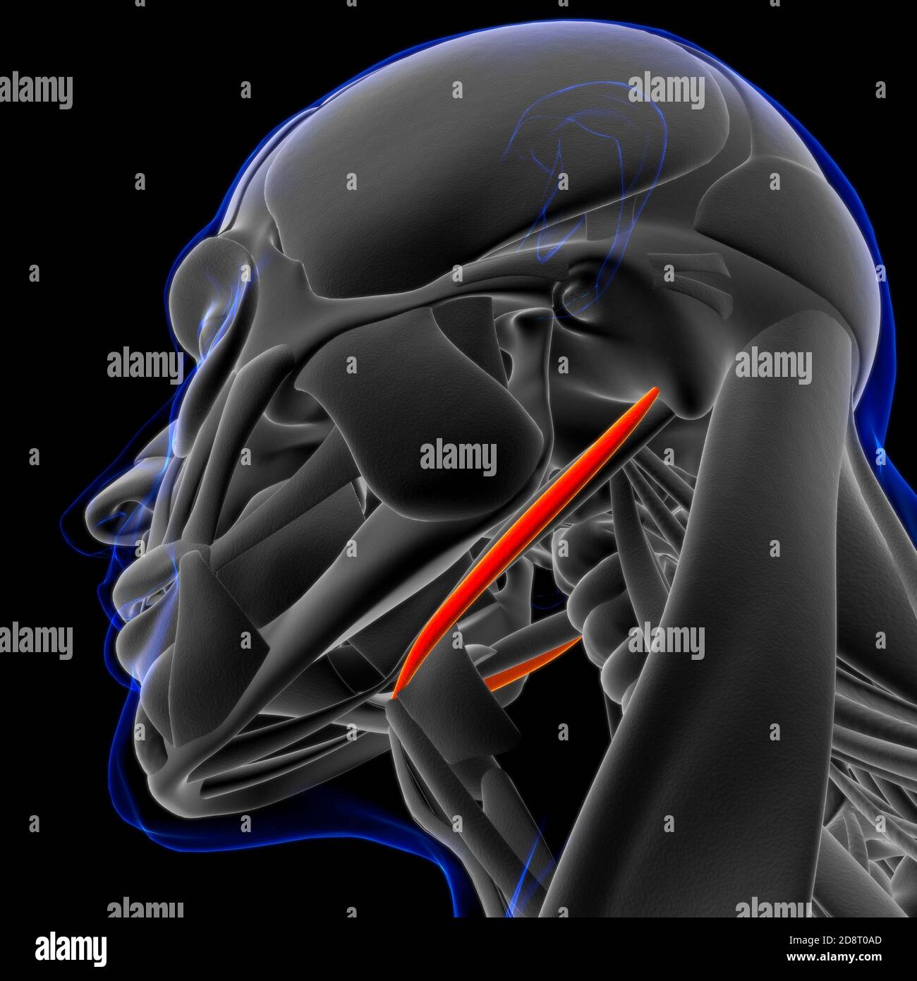 Stylohyoid Muscle Anatomy For Medical Concept 3D Illustration Stock ...