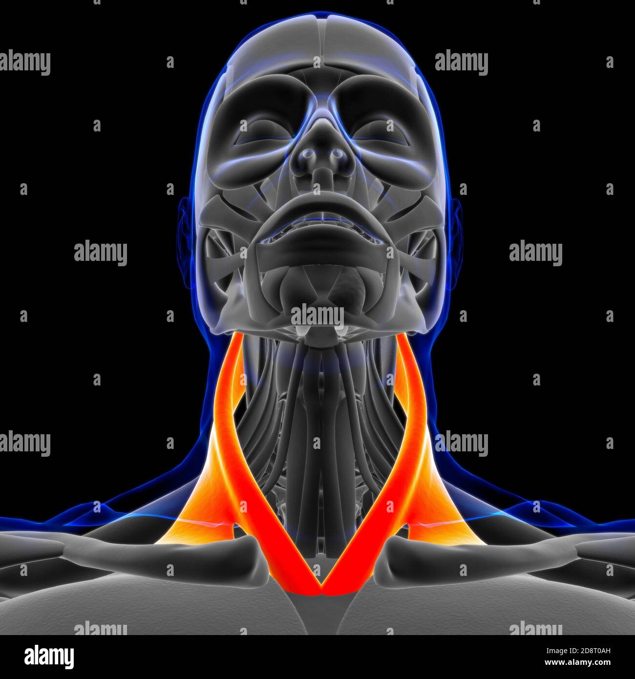 Sternocleidomastoid Muscle Anatomy For Medical Concept 3D Illustration ...