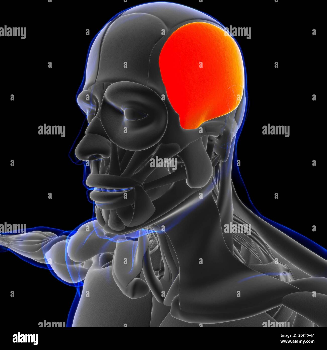 Temporal Muscle Anatomy For Medical Concept 3D Illustration Stock Photo ...