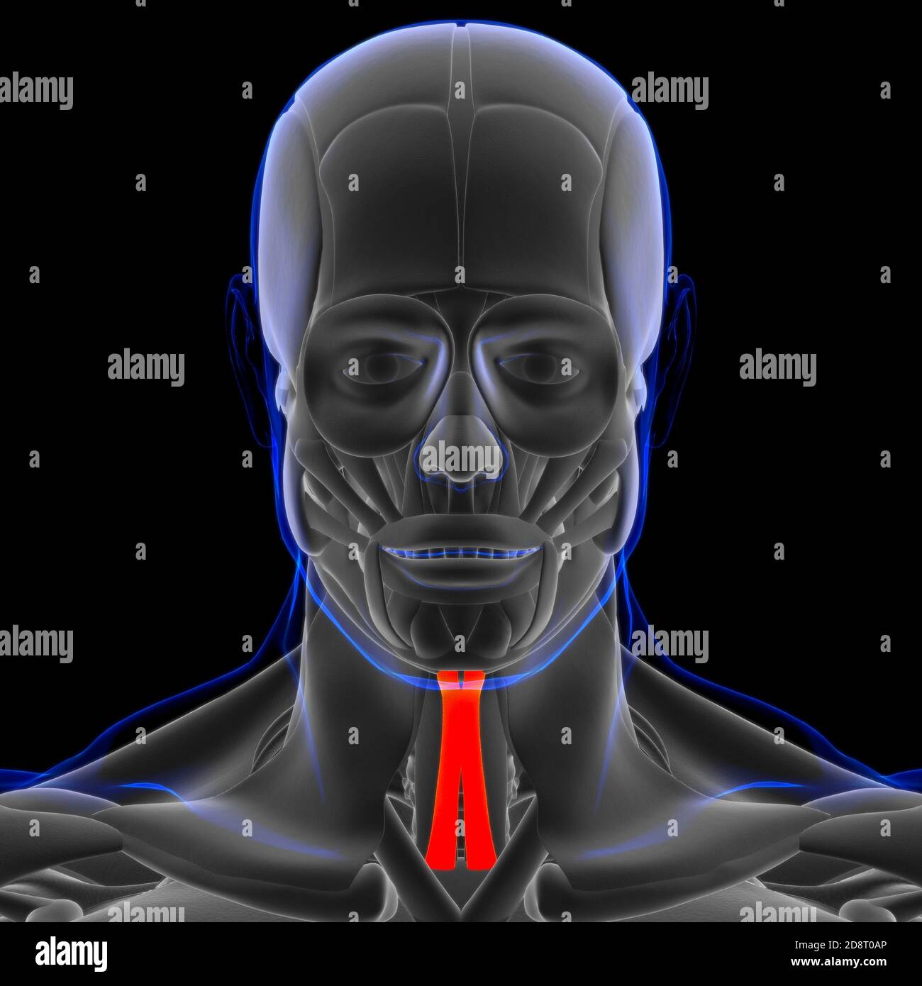 Sternohyoid Muscle Anatomy For Medical Concept 3D Illustration Stock ...