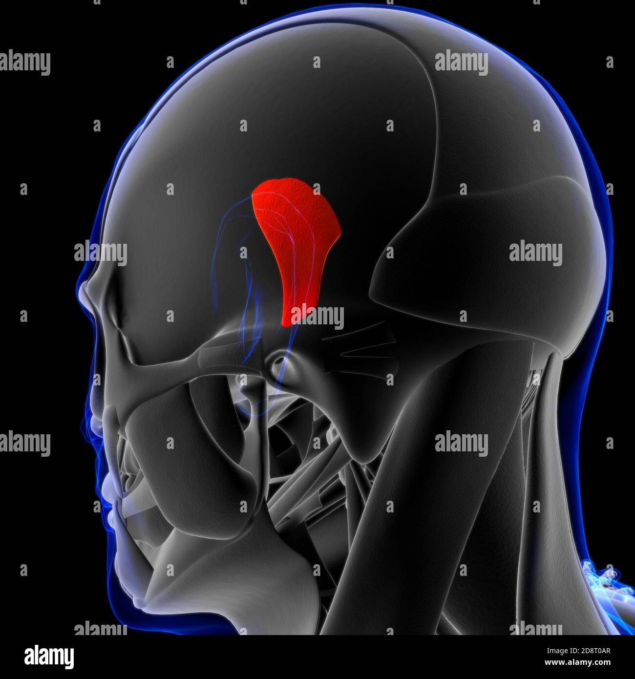 Superior Auricular Muscle Anatomy For Medical Concept 3D Illustration ...
