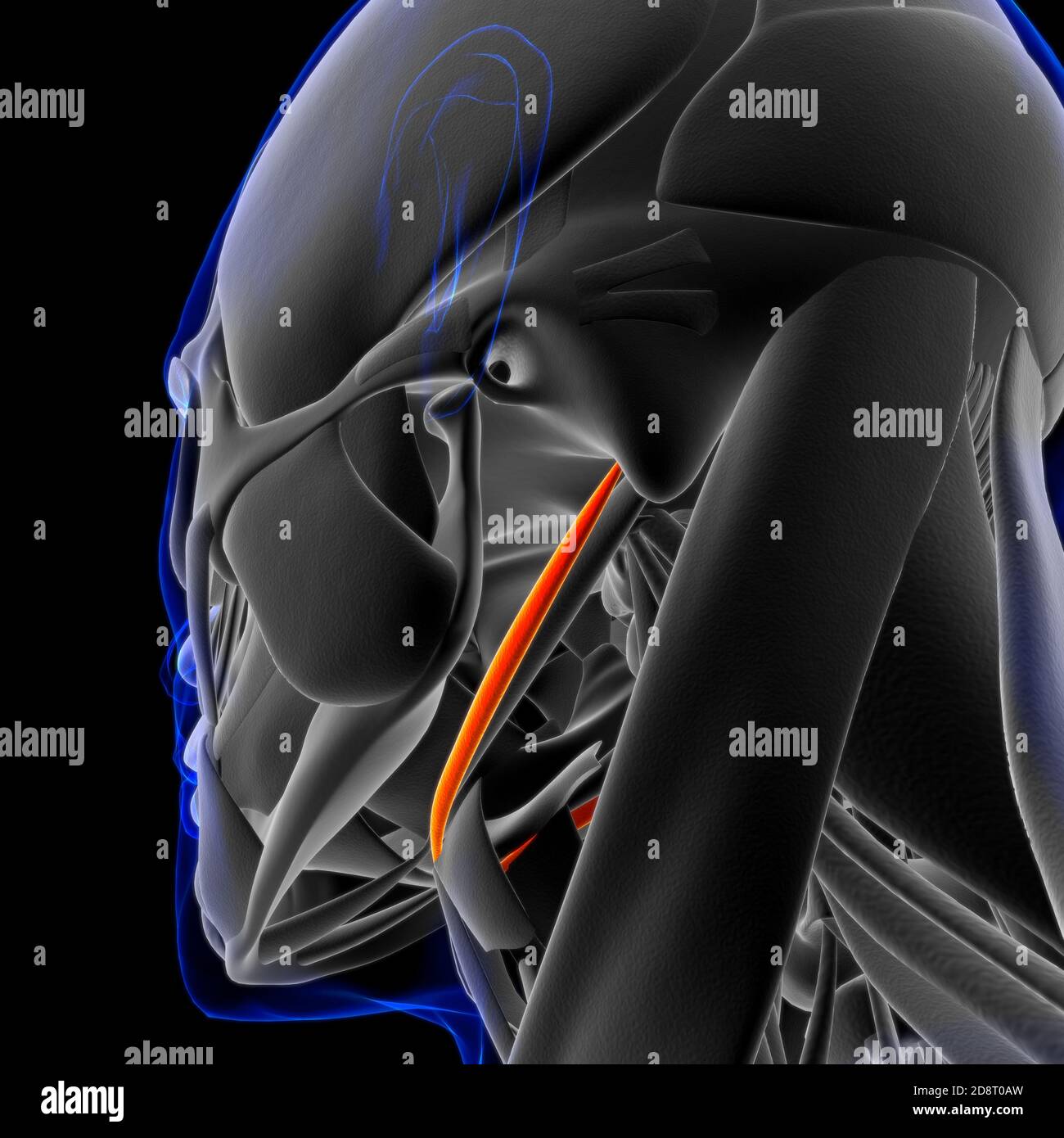 Stylohyoid Muscle Anatomy For Medical Concept 3D Illustration Stock ...
