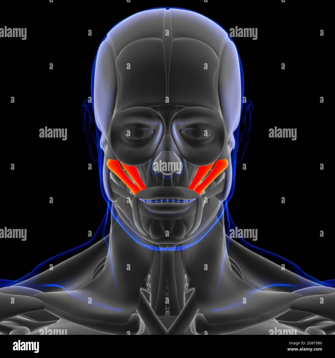 Zygomaticus Major and minor Muscle Anatomy For Medical Concept 3D ...