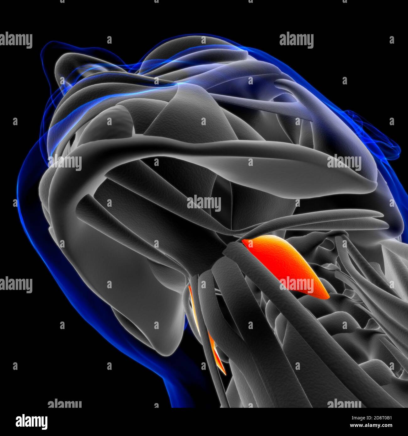 Thyrohyoid Muscle Anatomy For Medical Concept 3D Illustration Stock ...