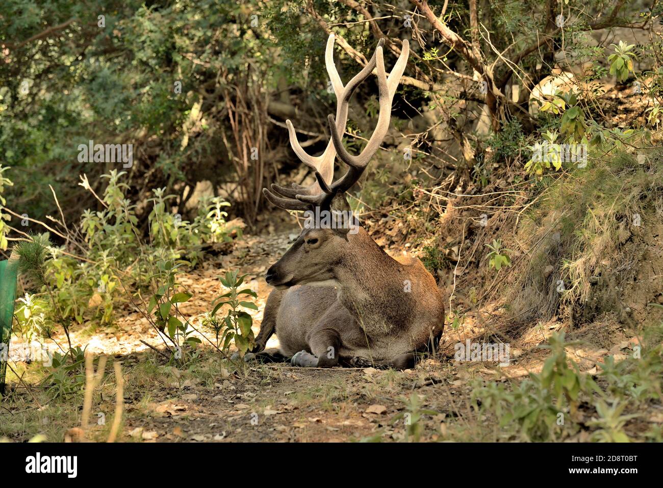 Mating For Deer High Resolution Stock Photography and Images - Alamy