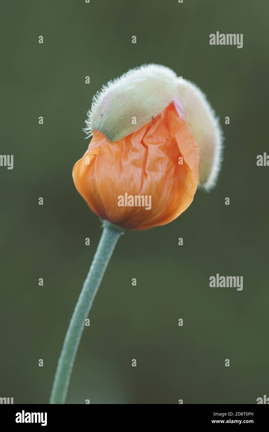 Flower of Poppy opening Stock Photo - Alamy