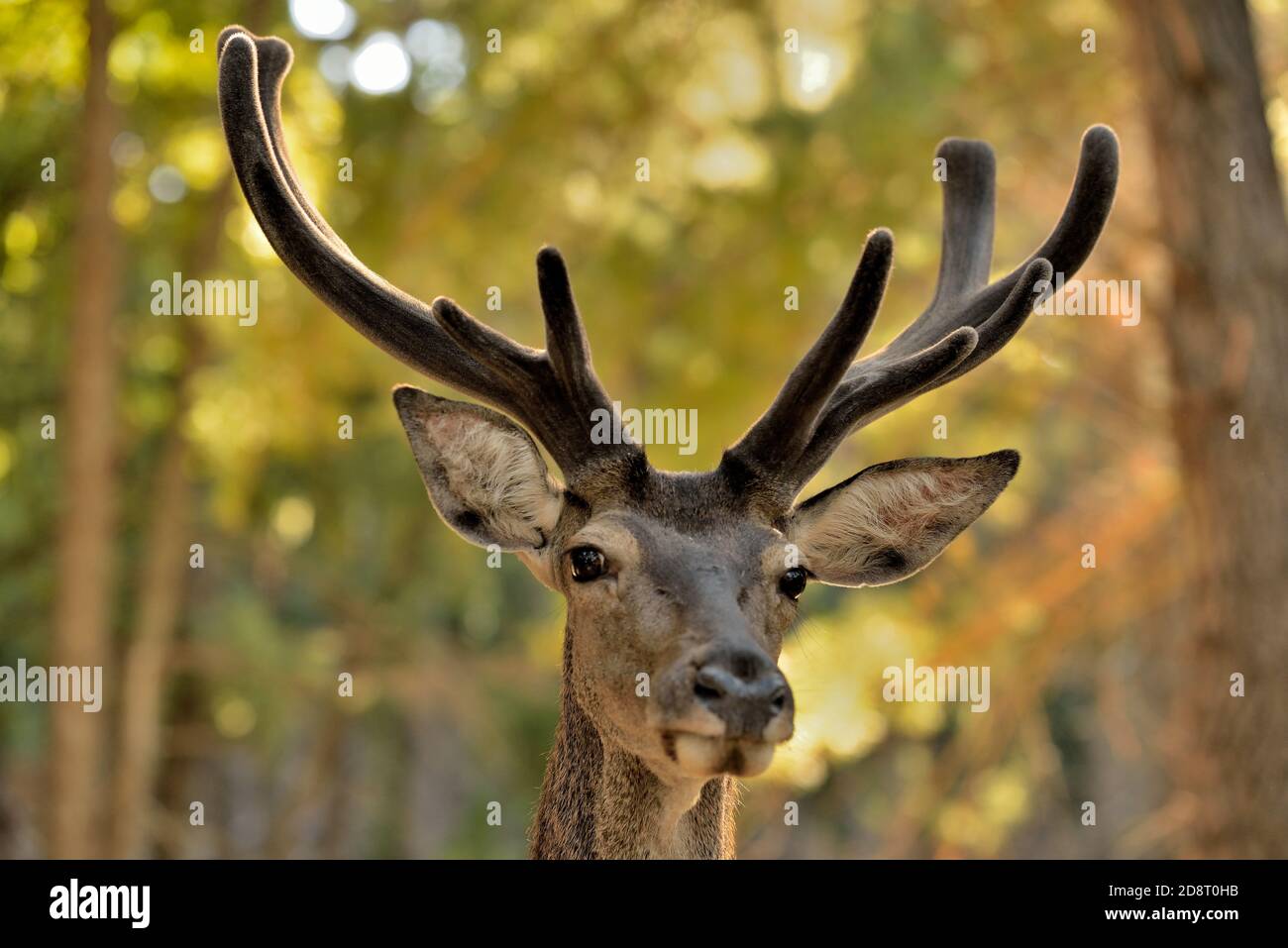 Hart Park High Resolution Stock Photography and Images - Alamy