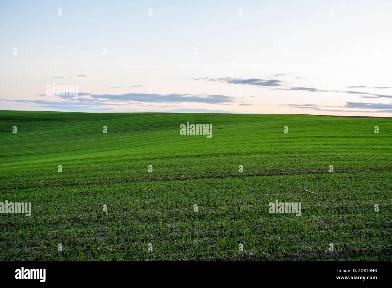 Landscape young wheat seedlings growing in a field. Green wheat growing ...